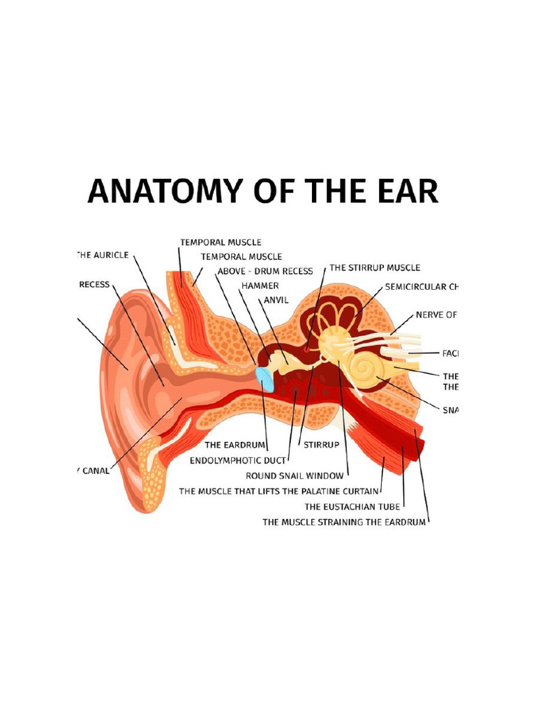 Ear | PDF