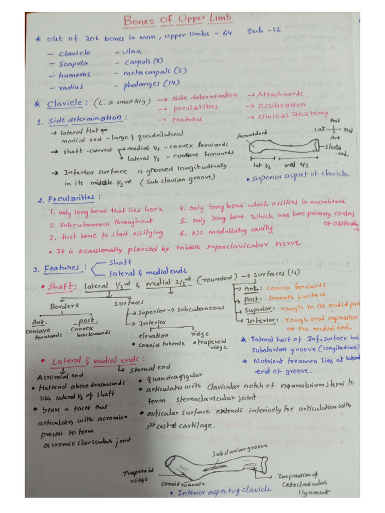 Bones Of Upper Limb Part 1 Pdf