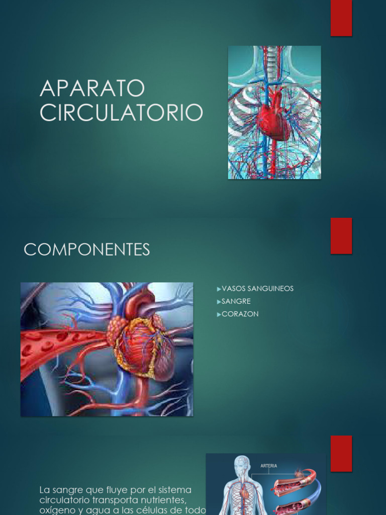 Componentes del Aparato Circulatorio | PDF | Sistema circulatorio | Corazón