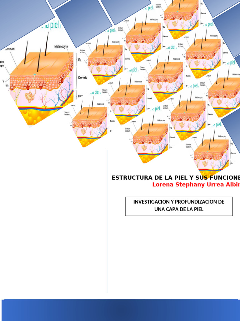 ESTRUCTURA Y FUNCIONES DE LA PIEL | PDF | Epidermis | Piel