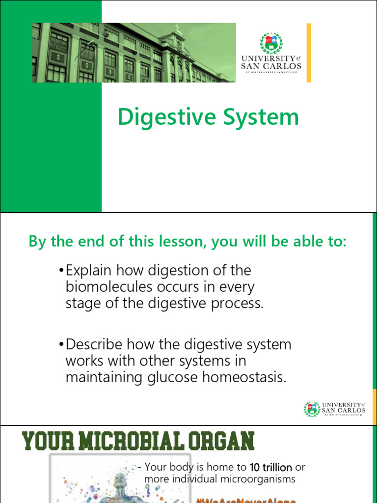 Lesson 8 Digestive System | PDF | Stomach | Digestion