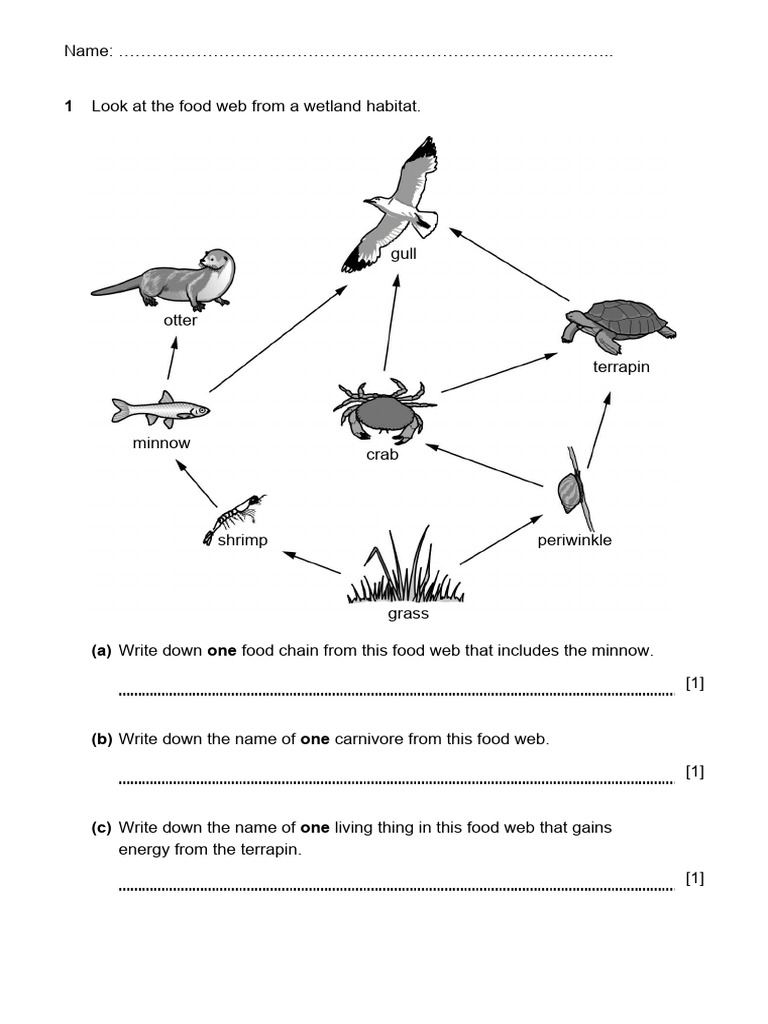 Wetland and Field Food Web Analysis | PDF | Foods | Food Web