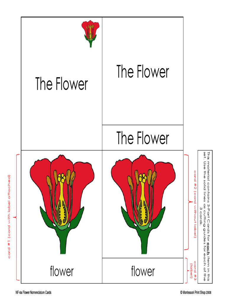 Montessori Flower Nomenclature Cards | PDF | Flowers | Petal