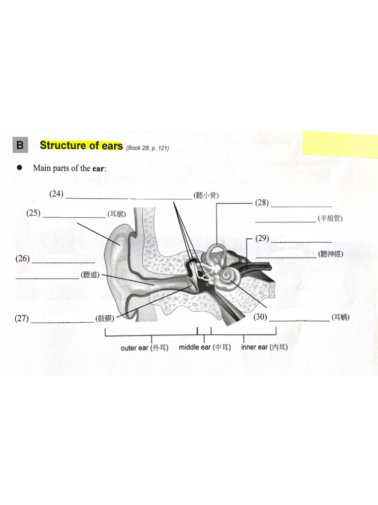 Structure of Ears Book2B | PDF