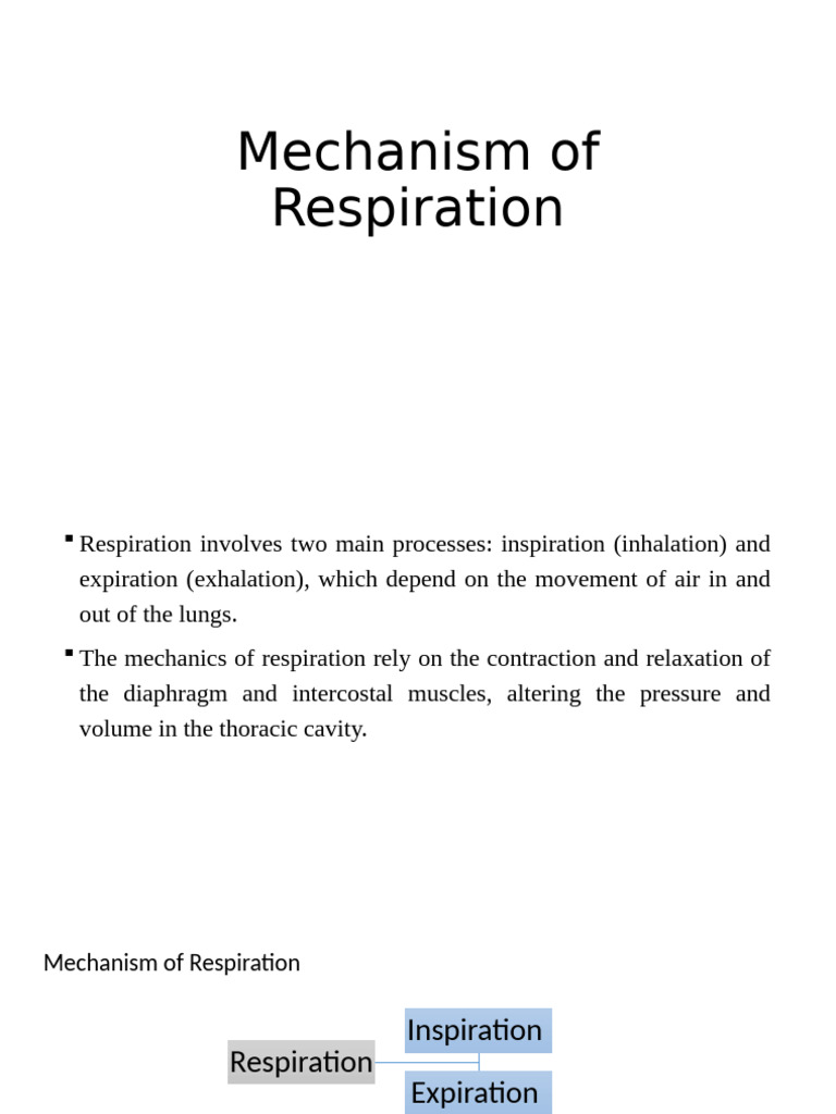 Understanding the Mechanism of Respiration | PDF | Respiratory System ...
