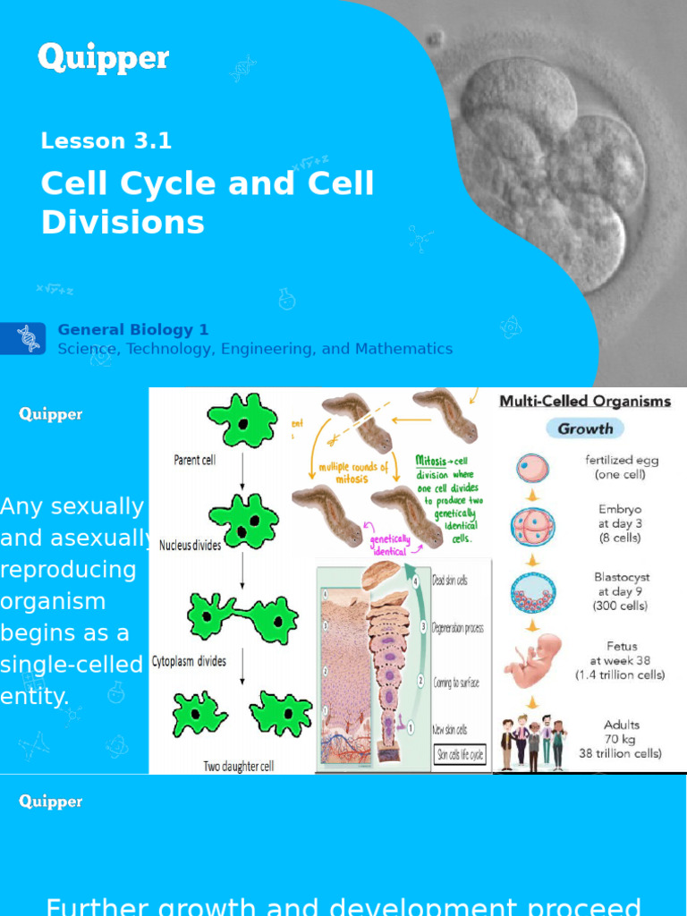 Cell Cycle and Cell Division | PDF | Mitosis | Meiosis