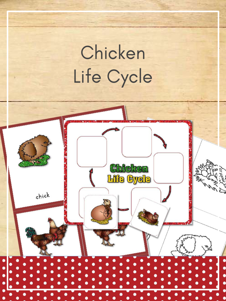 Life Cycles - Chicken by Trillium Montessori - Compressed | PDF | Chicken