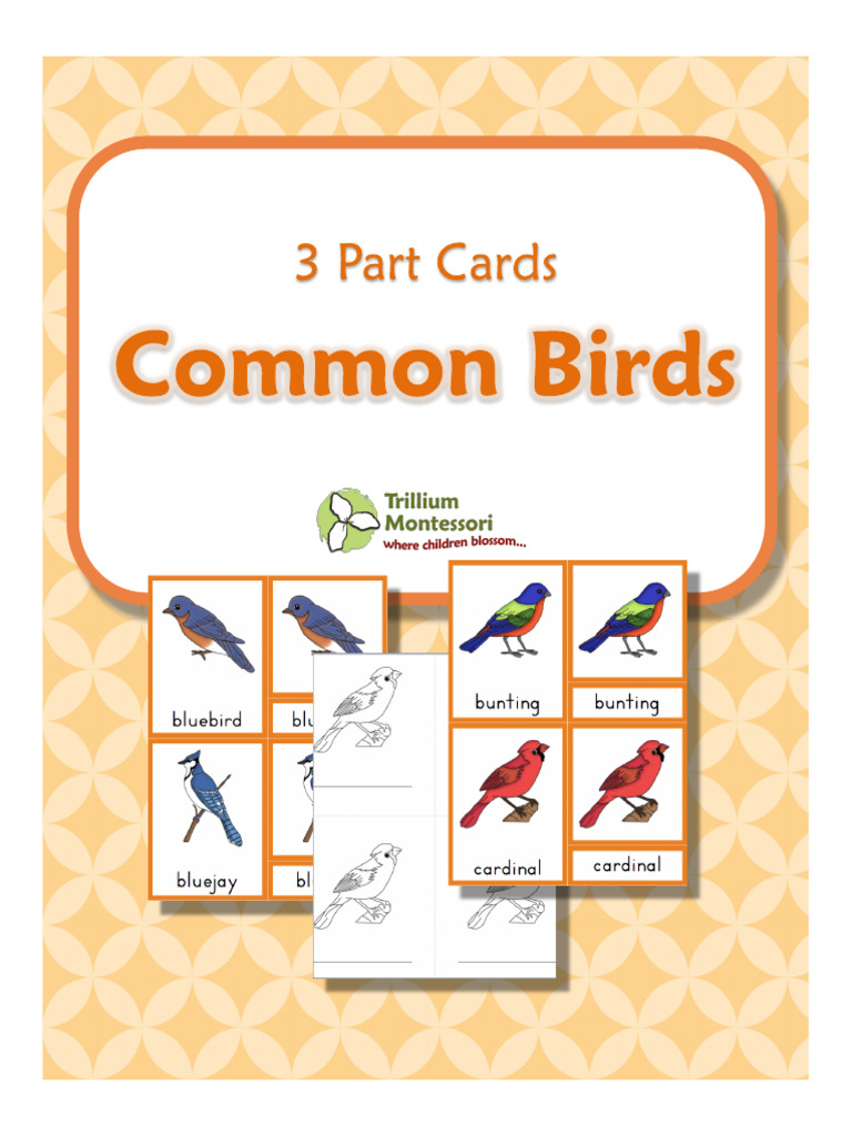 Common Birds 3-Part Cards by Trillium Montessori | PDF | Birds