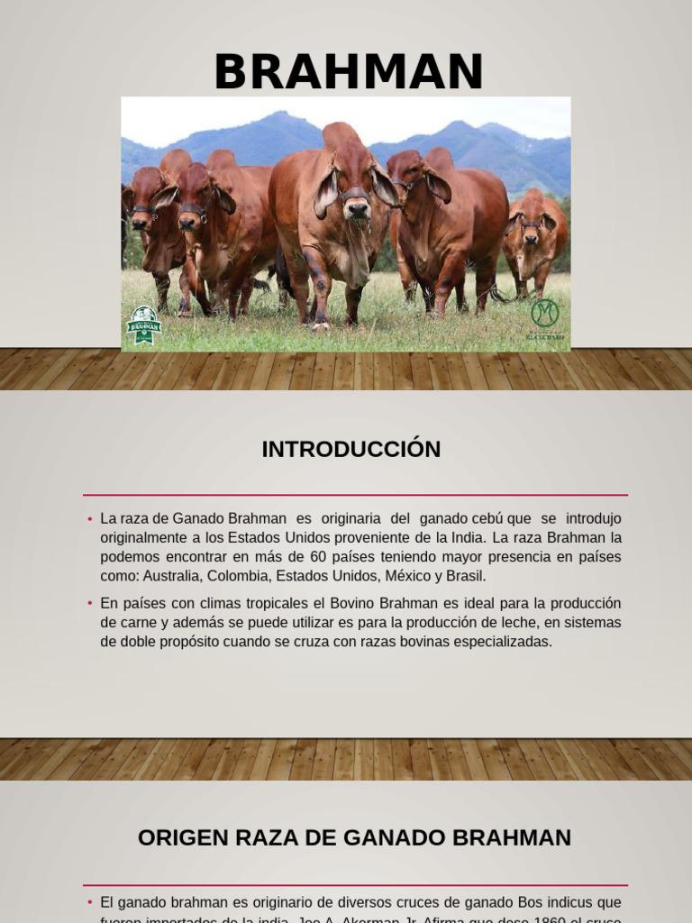 Ganado Brahman: Origen y Características | PDF