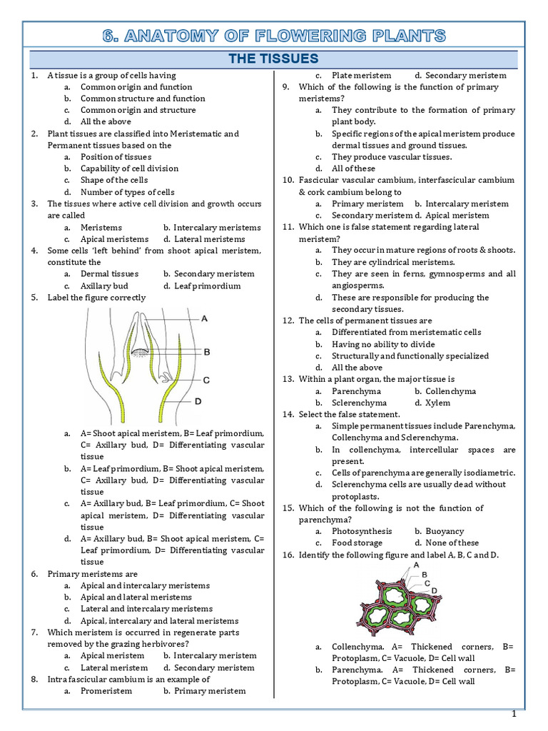 Plant Tissue Types and Functions | PDF | Tissue (Biology) | Plant Stem