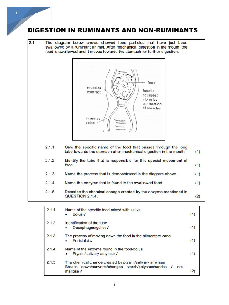 Digestion in Ruminants and Non-Ruminants | PDF