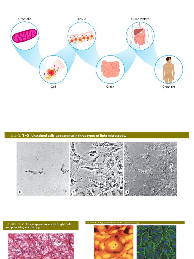 Epithelial Tissues | PDF | Epithelium | Tissue (Biology)