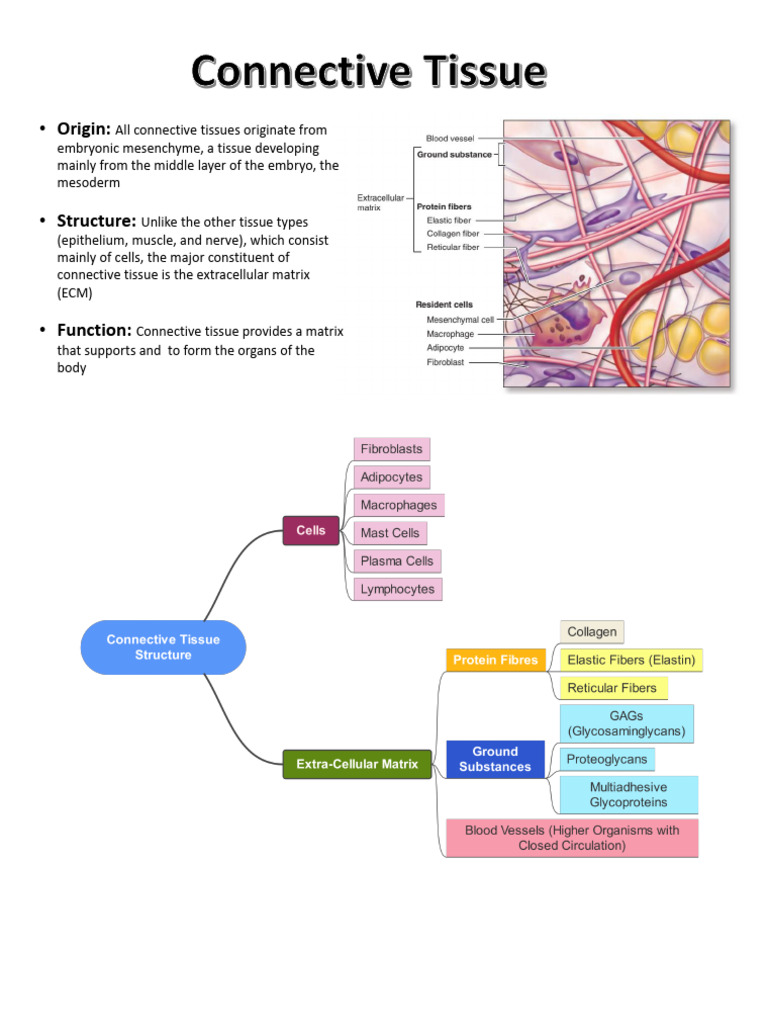 Connective Tissues | PDF | Connective Tissue | Red Blood Cell