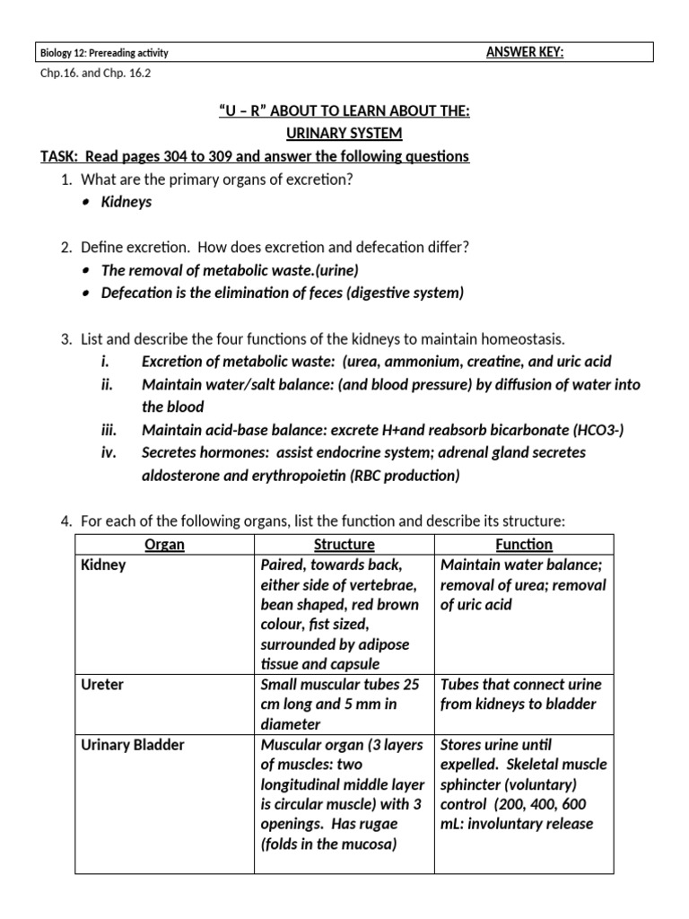 Urinary System Study Guide and Answers | PDF | Kidney | Organ (Anatomy)