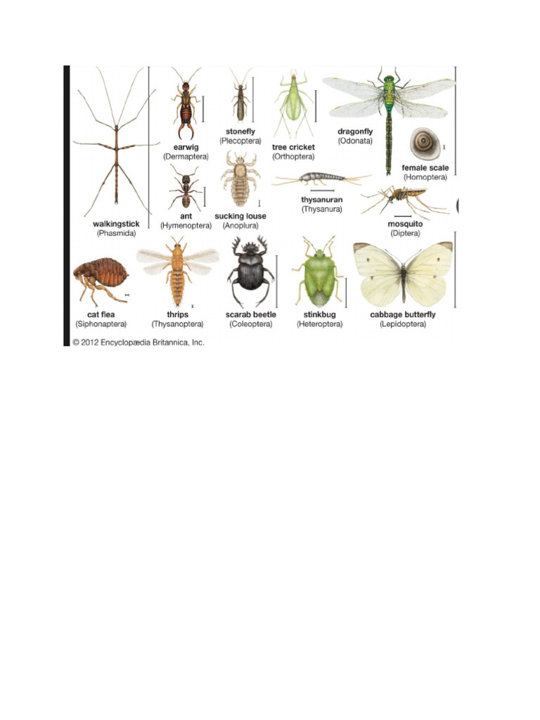 Insects | PDF