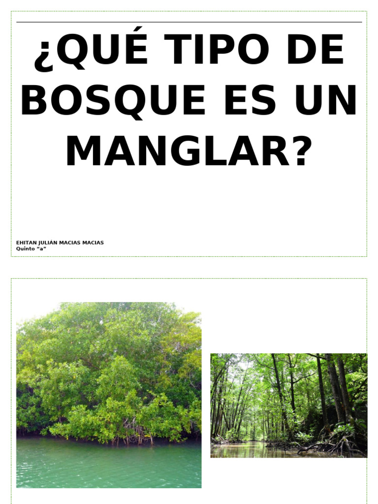Qué Tipo de Bosque Es Un Manglar | PDF