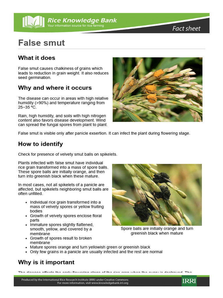 False Smut - IRRI Rice Knowledge Bank | PDF | Rice | Seed