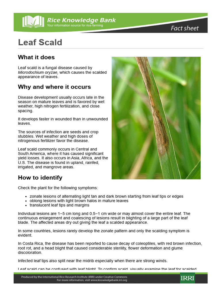 Leaf Scald - IRRI Rice Knowledge Bank | PDF | Leaf | Rice