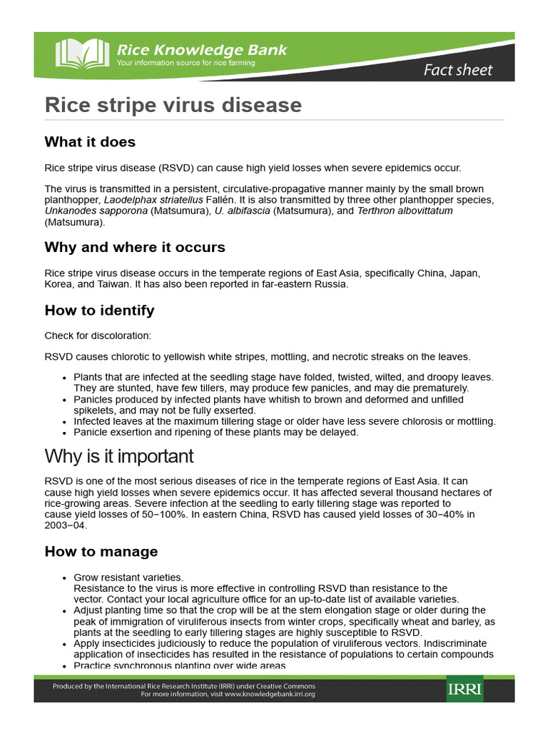 Rice Stripes - IRRI Rice Knowledge Bank | PDF | Rice | Microbiology