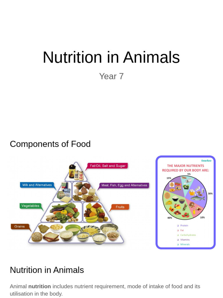 Year 7 - Nutrition in Animals | PDF