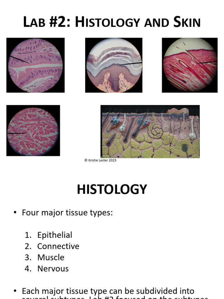 BIOL1410 Lab2 ImageReview 2024 | PDF | Epithelium | Tissue (Biology)