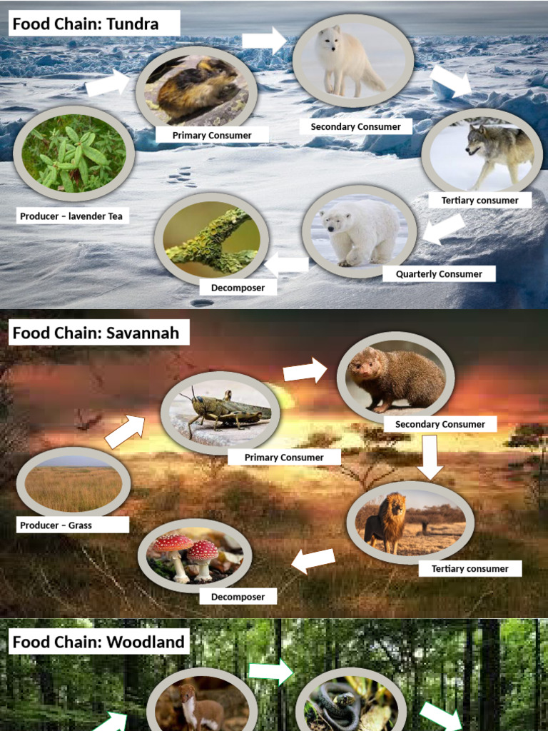 Ecosystem Food Chains Overview | PDF
