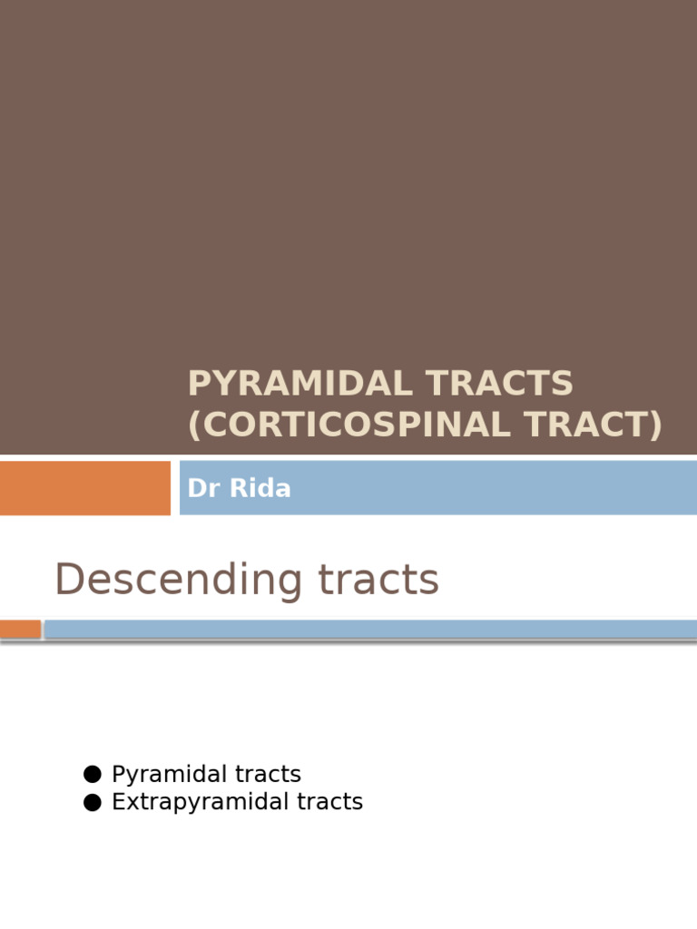 14 Pyramidal Tracts | PDF | Cerebral Cortex | Cerebellum