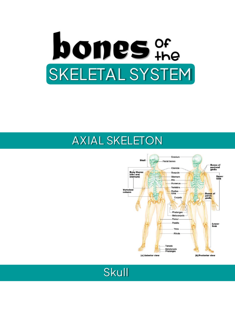 Axial and Appendicular Skeleton Overview | PDF | Pelvis | Skull