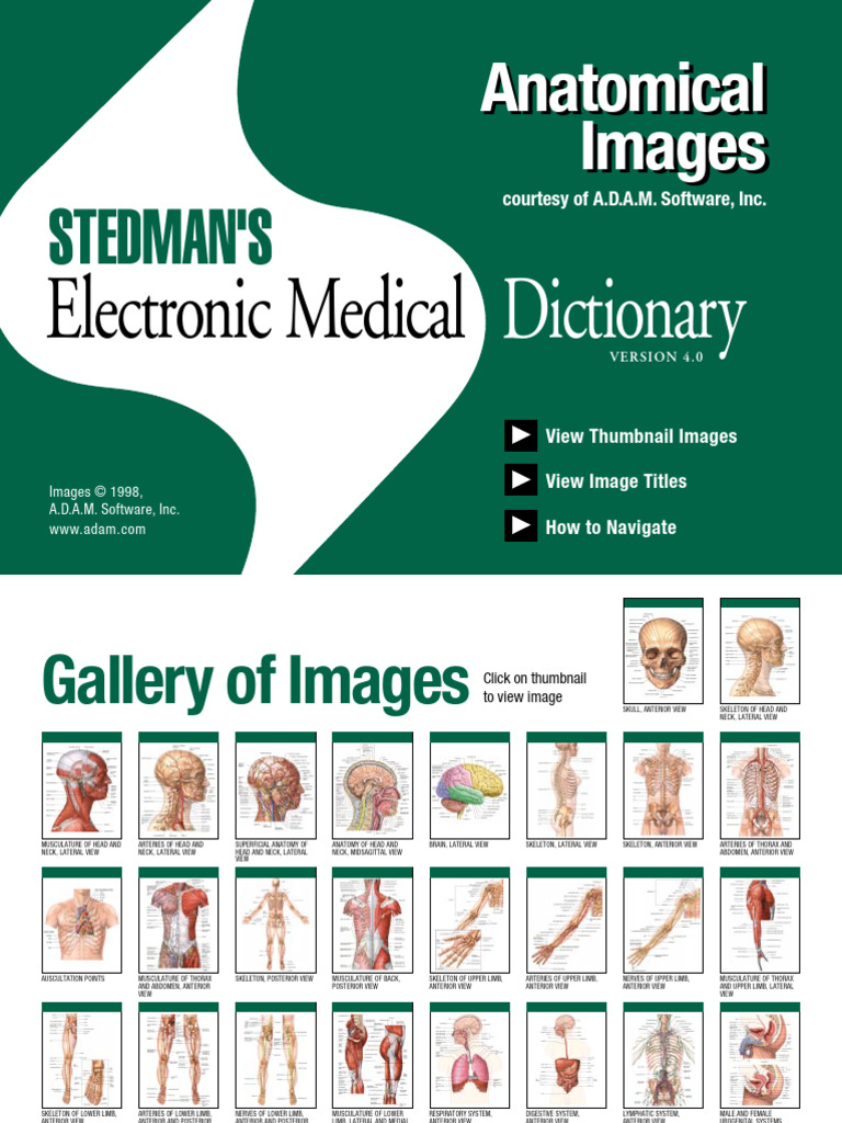 Stedman's Medical Dictionary Overview | PDF | Vertebra | Skeletal System