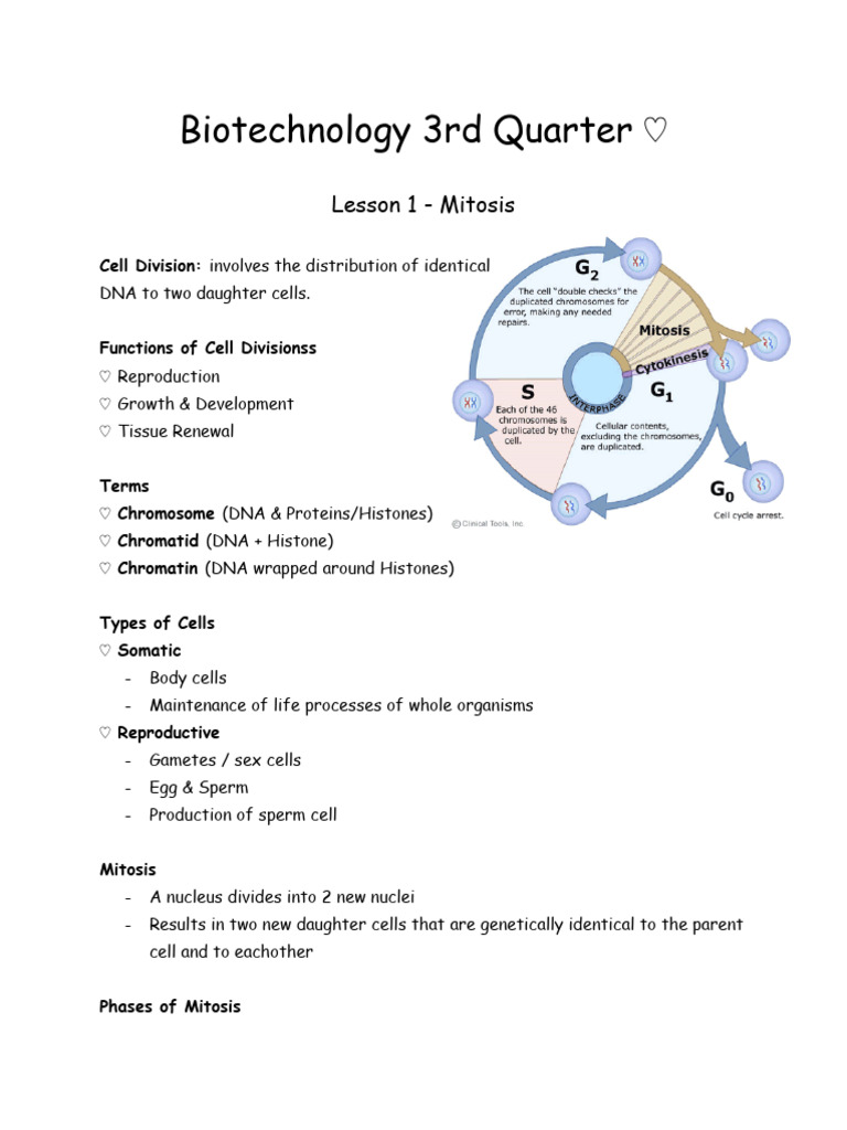 Mitosis, Meiosis, and Gene Mutations Guide | PDF | Meiosis | Mitosis