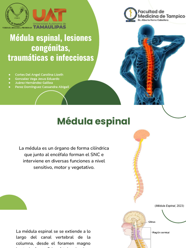 Médula Espinal | PDF | Médula espinal | Sistema nervioso
