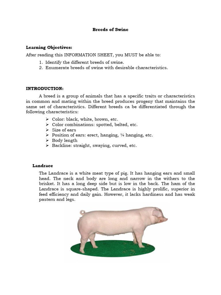 Overview of Swine Breeds and Traits | PDF | Pig | Meat