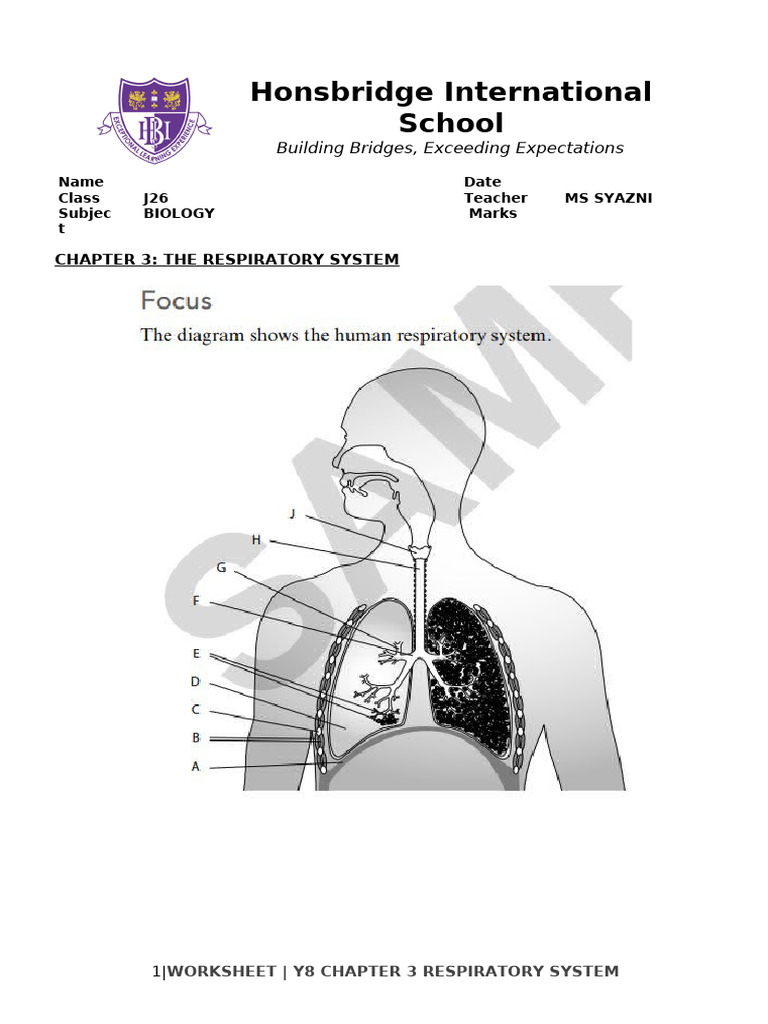 J26 C3 Respiratory Worksheet | PDF