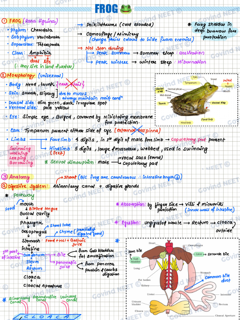 Frog neet | PDF