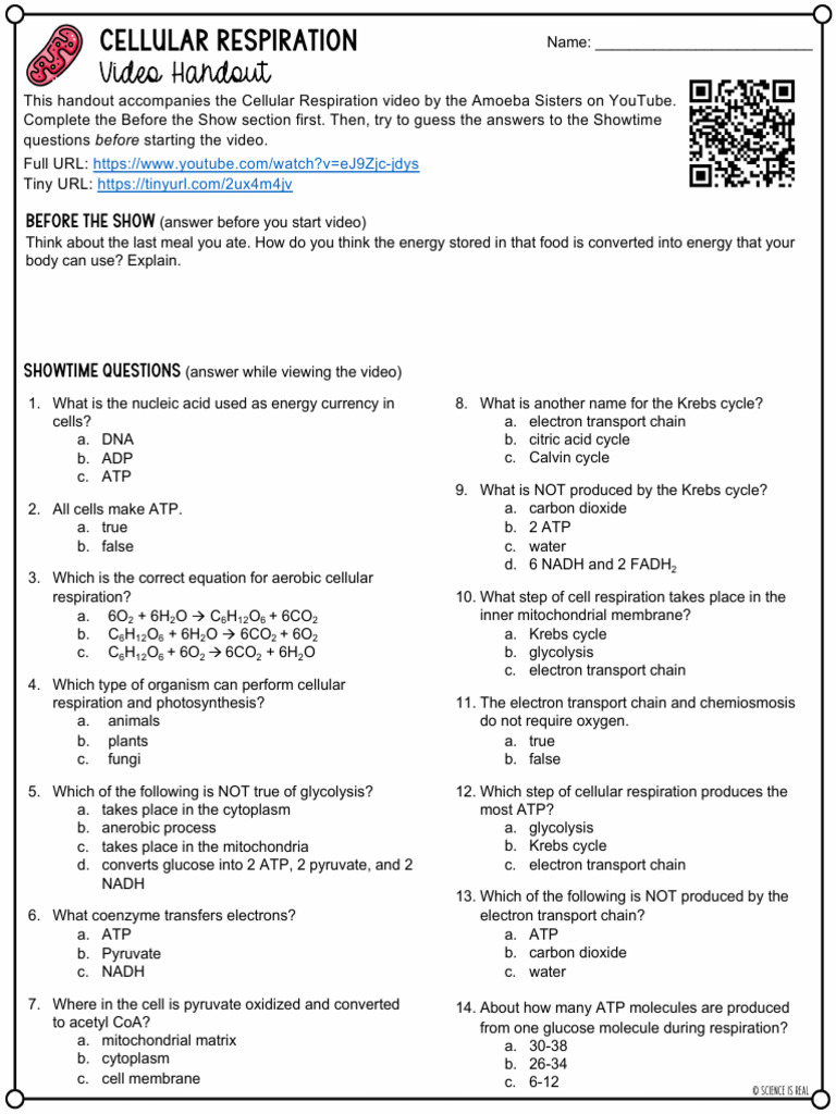 Cellular Respiration Quiz Guide | PDF | Cellular Respiration ...