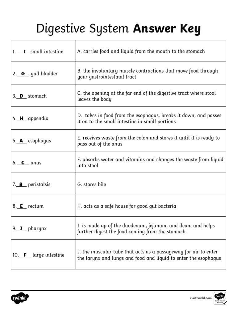 Digestive System Key Terms Explained | PDF
