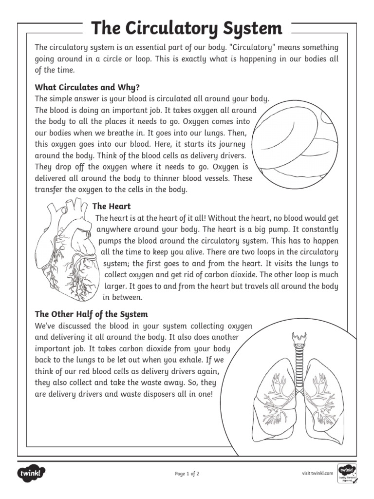 BW Fourth Grade The Circulatory System Reading Comprehension Activity ...