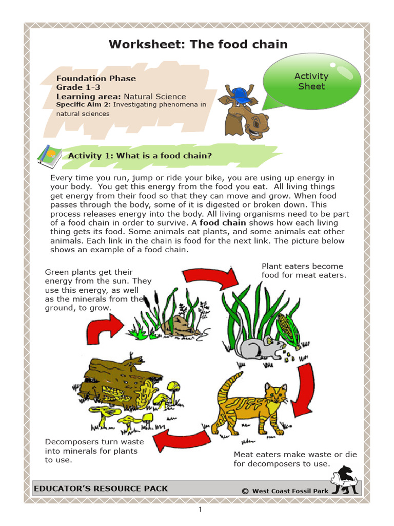 Found The Food Chain | PDF | Foods | Herbivore