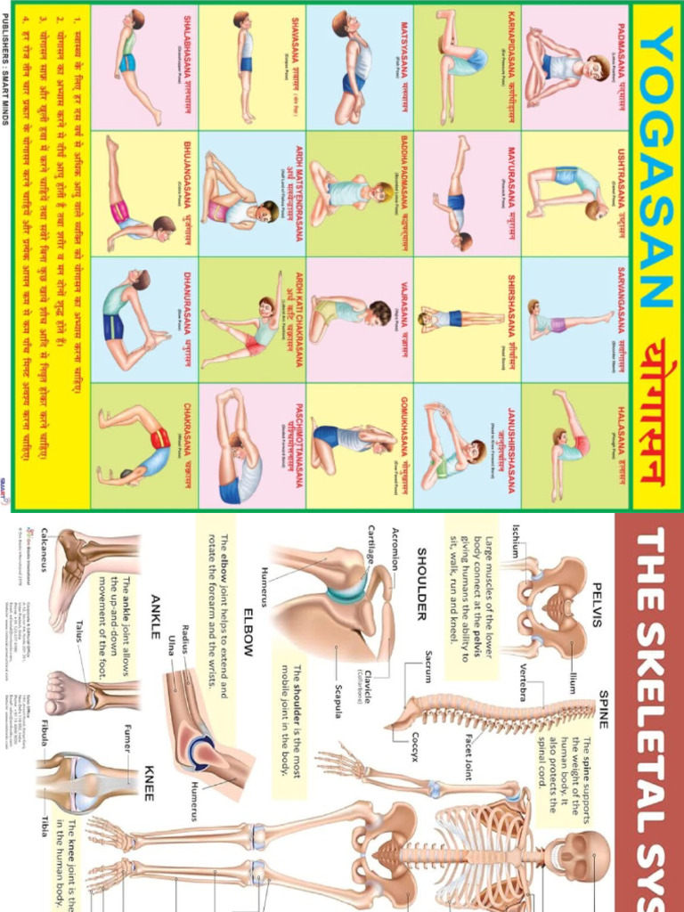 Yogasan & Skelton System | PDF
