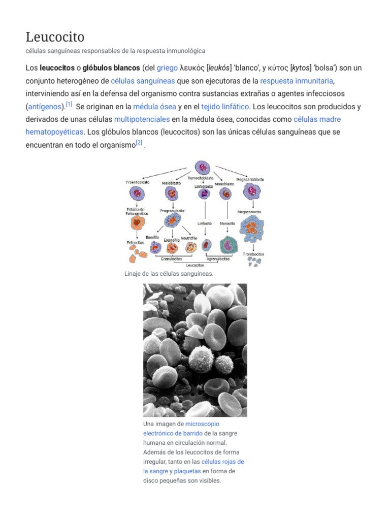 Leucocito - Wikipedia, La Enciclopedia Libre | PDF | Leucocito | Célula T