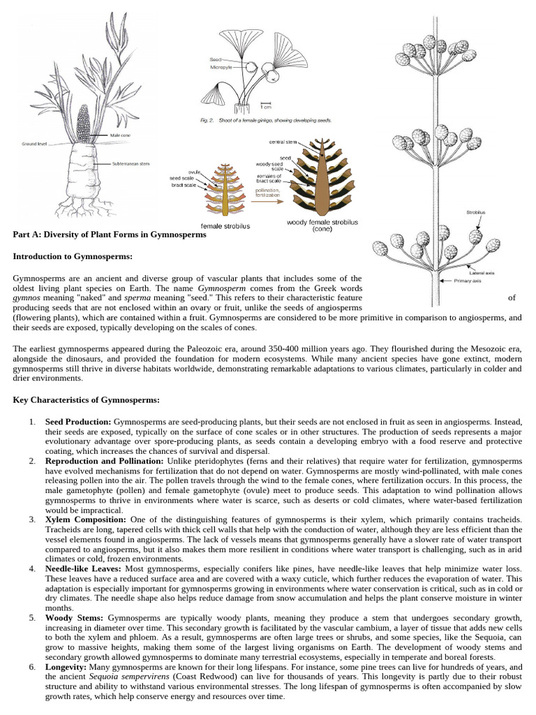 Plant Diversity Assignment | PDF | Plants | Organisms