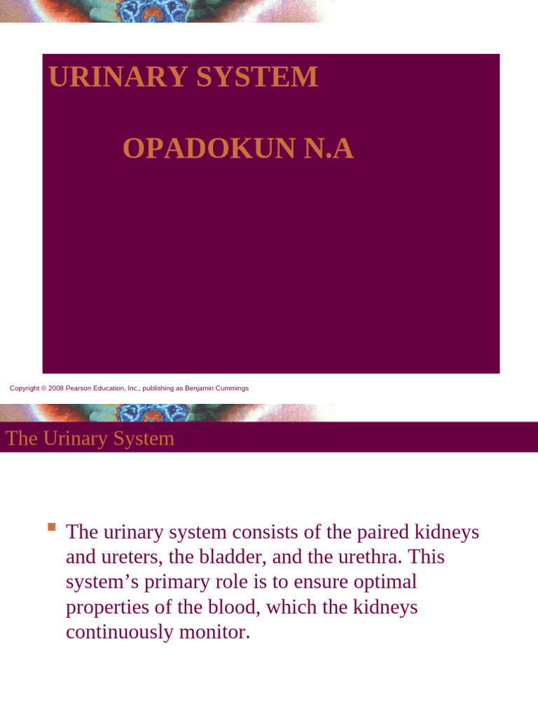 LECTURE 9- ANATOMY OF THE URINARY SYSTEM | PDF | Kidney | Urinary System