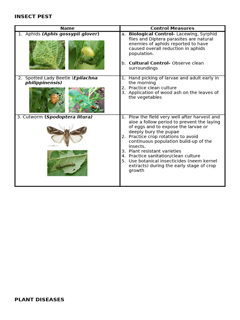 Insect Pest and Diseases | PDF | Pest (Organism) | Fungus