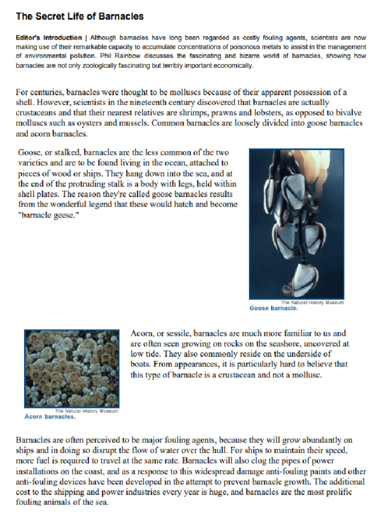 Barnacles | PDF