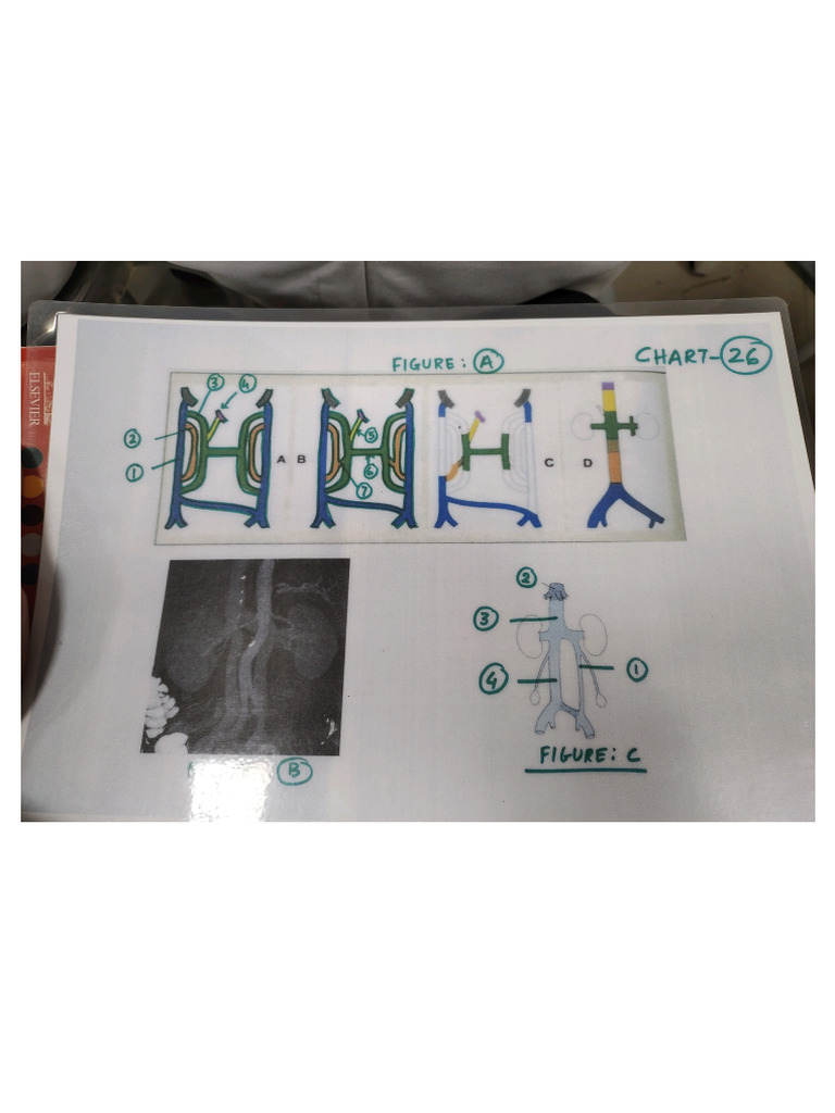 Embryology Charts Abdomen | PDF