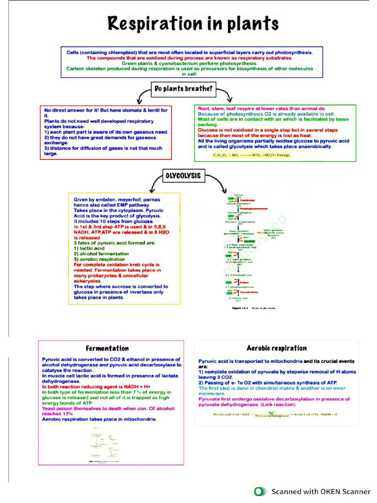 Respiration in plants Mind Maps | PDF