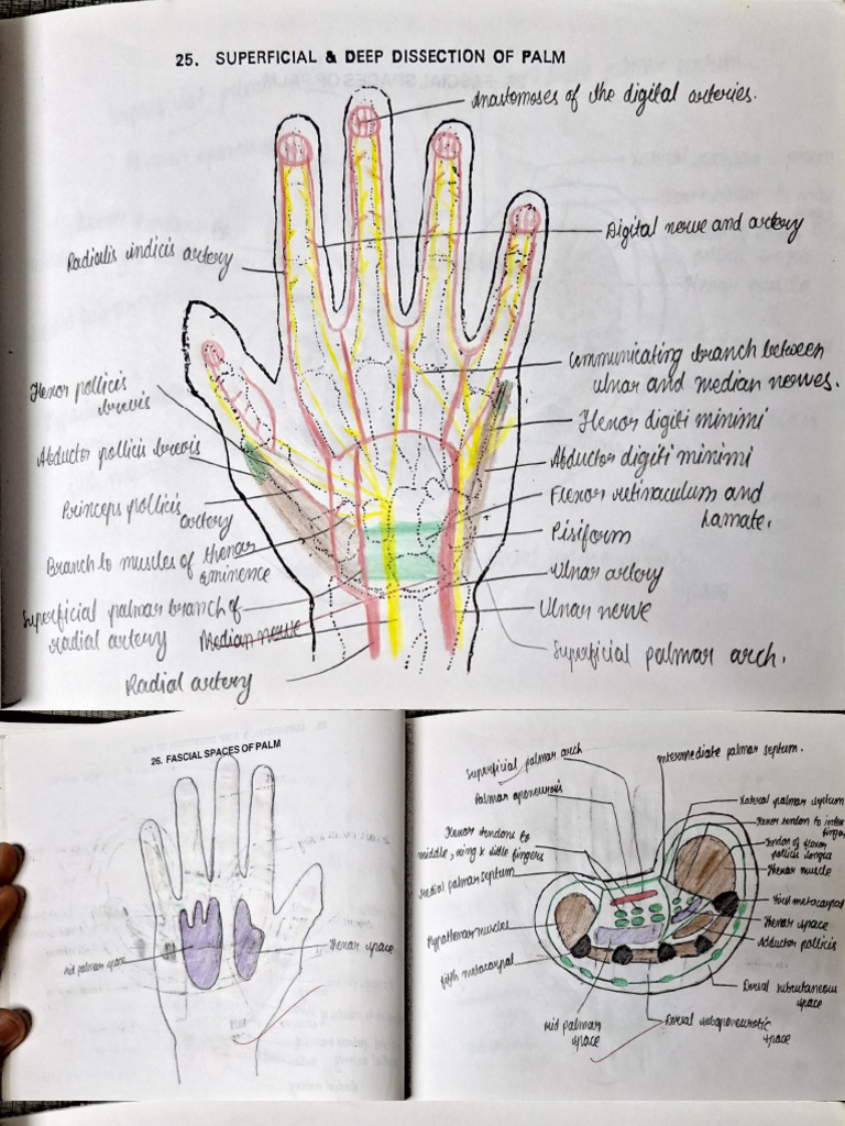 Superficial and Deep Palm Dissection | PDF | Hand | Joints