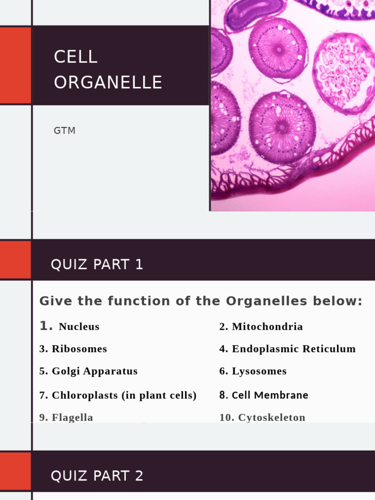 Cell Organelle Functions Quiz | PDF