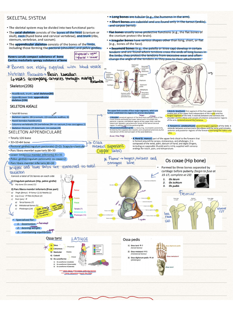 Anatomy Overview: Bones, Muscles, Systems | PDF | Human Digestive System | Digestive System