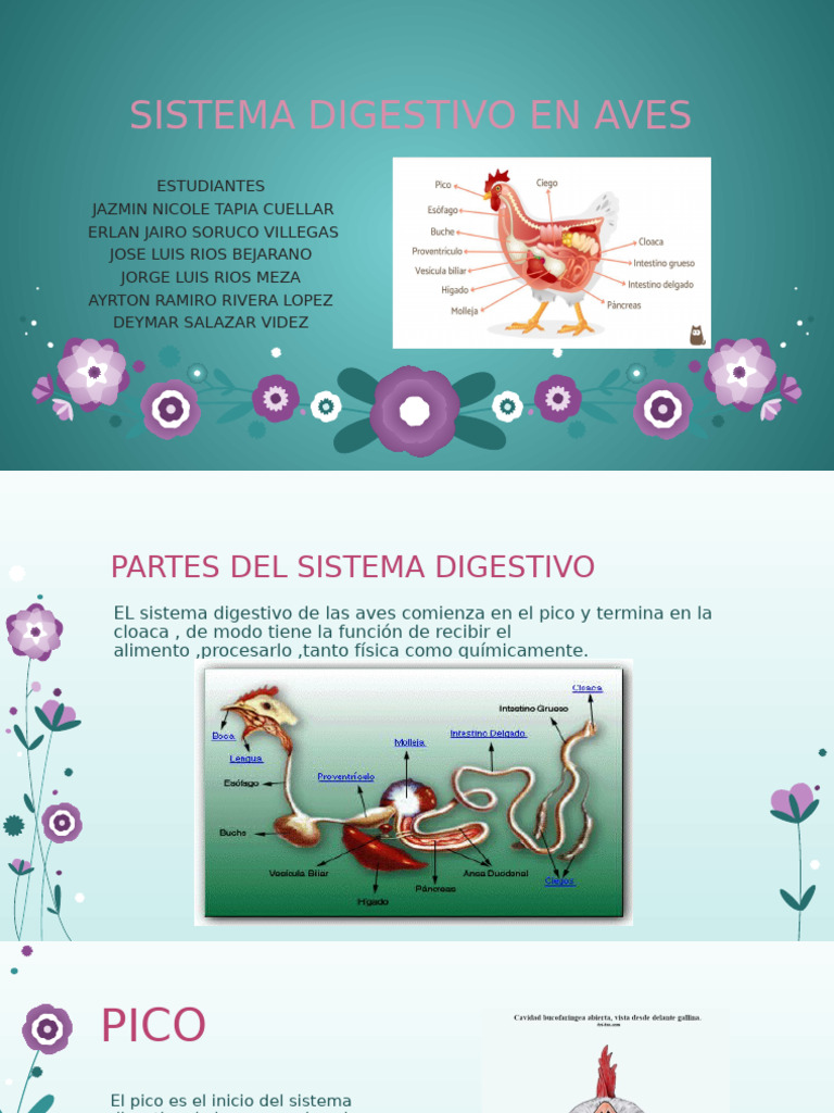 Sistema Digestivo de Aves | PDF | Sistema digestivo humano | Bilis